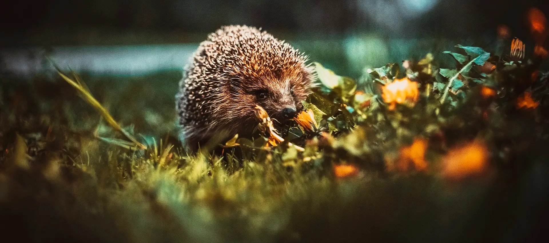 Visionplanner Herfst Boost